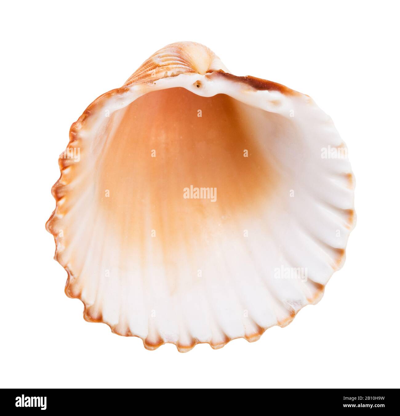 Shellfish inside round conch brown hi-res stock photography and images ...