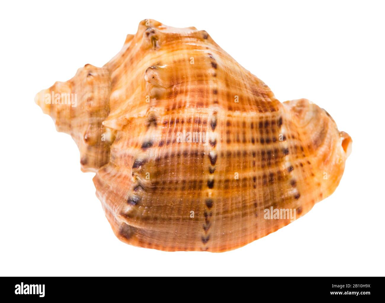 shell of rapana isolated on white background Stock Photo - Alamy