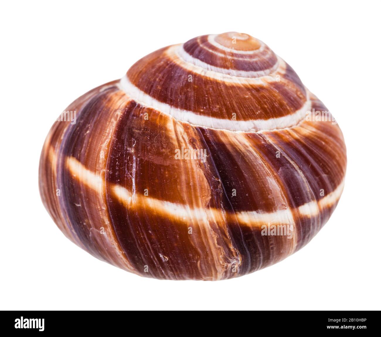 shell of escargot snail isolated on white background Stock Photo - Alamy