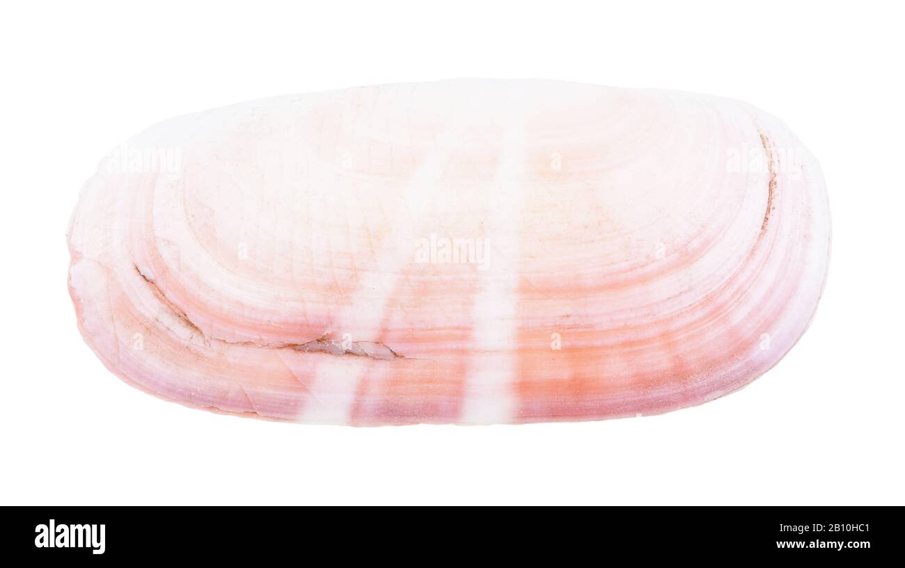 How To Identify British Seashells BBC Countryfile Magazine | atelier ...