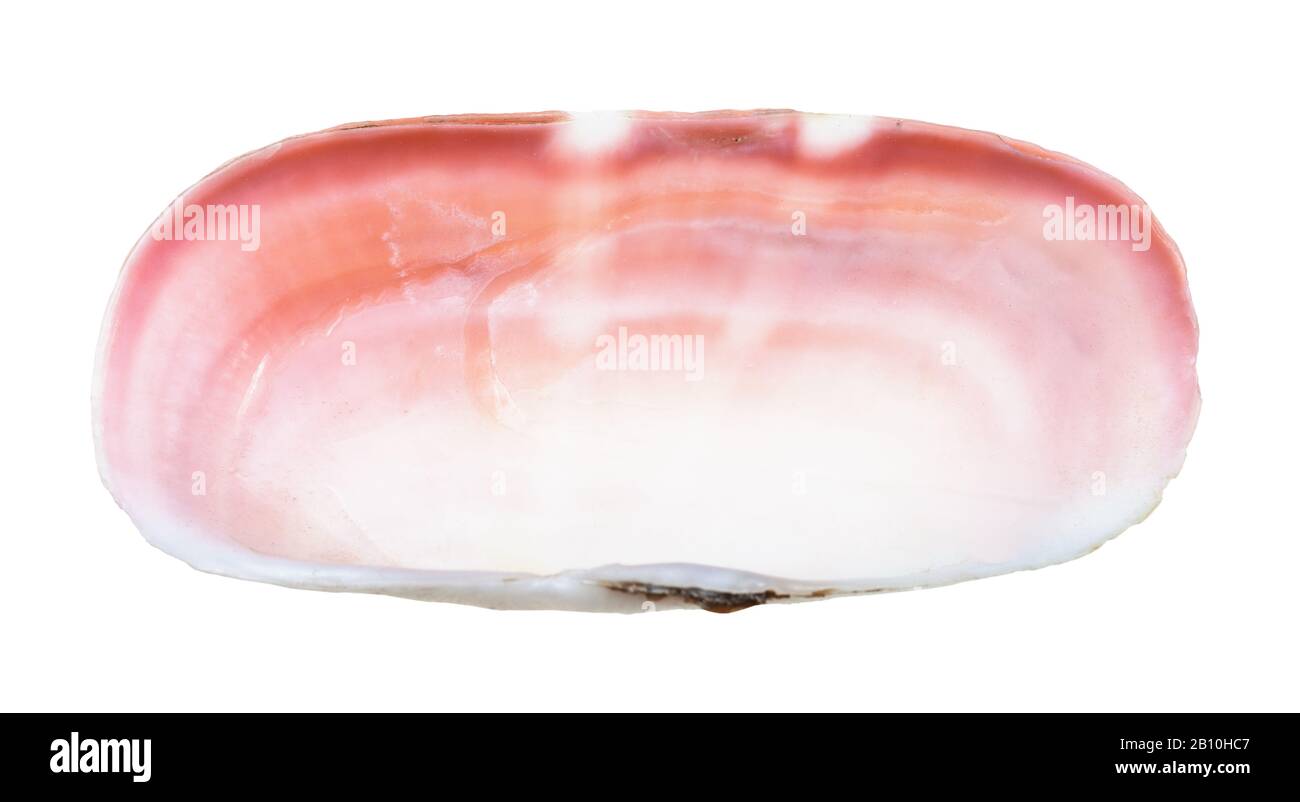 Pink conch hi-res stock photography and images - Alamy