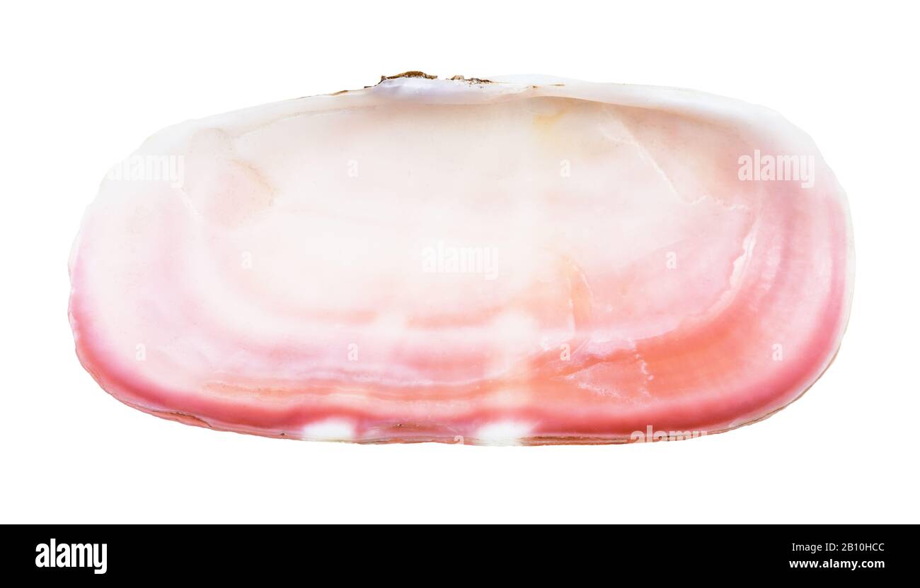 empty pink shell of clam isolated on white background Stock Photo - Alamy