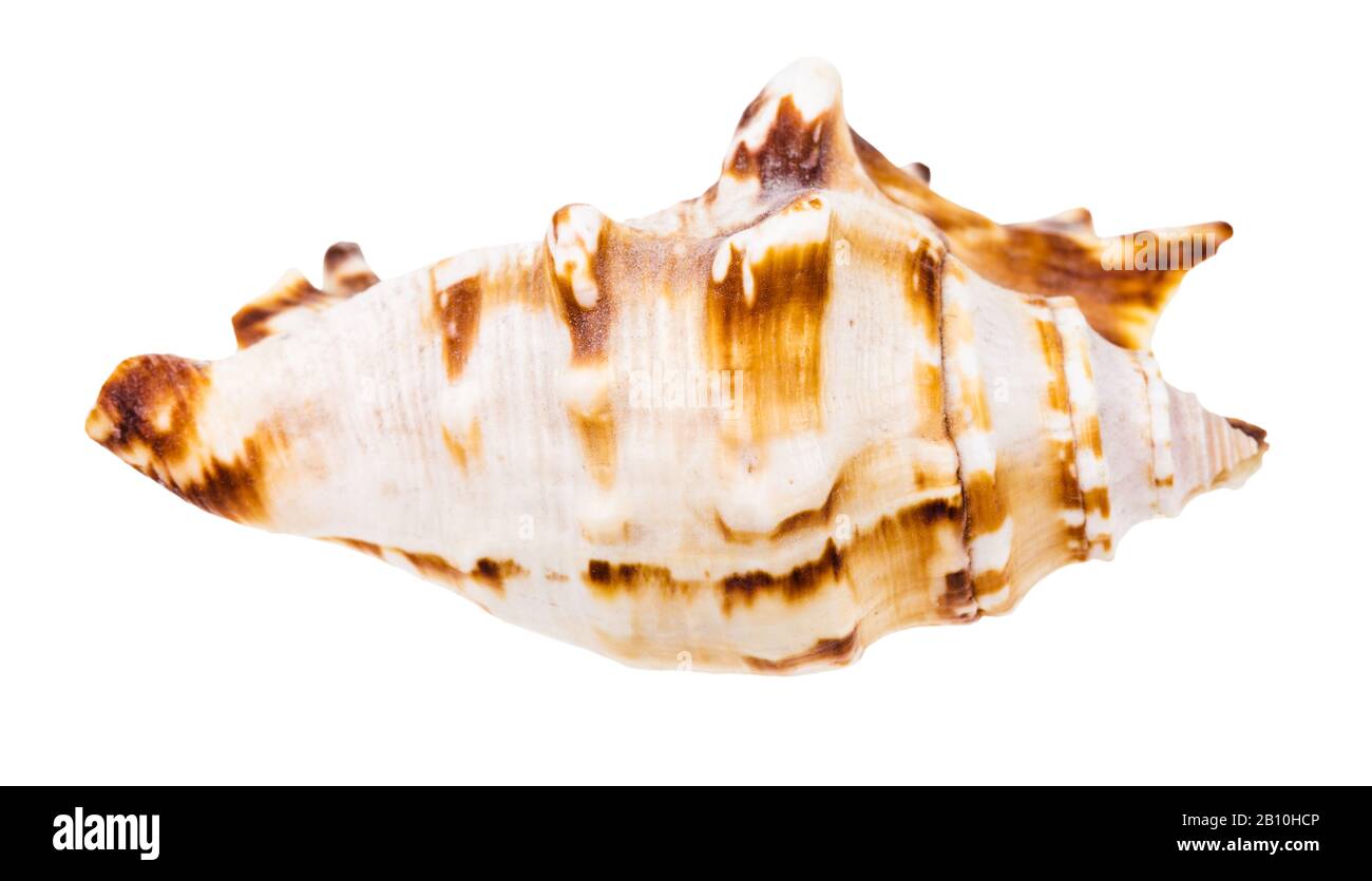conch of sea snail isolated on white background Stock Photo - Alamy