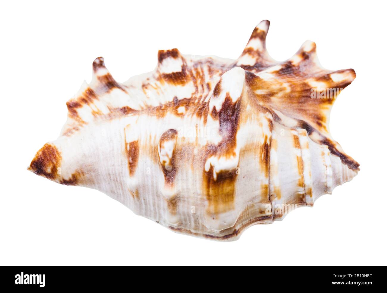 seashell of sea snail isolated on white background Stock Photo - Alamy