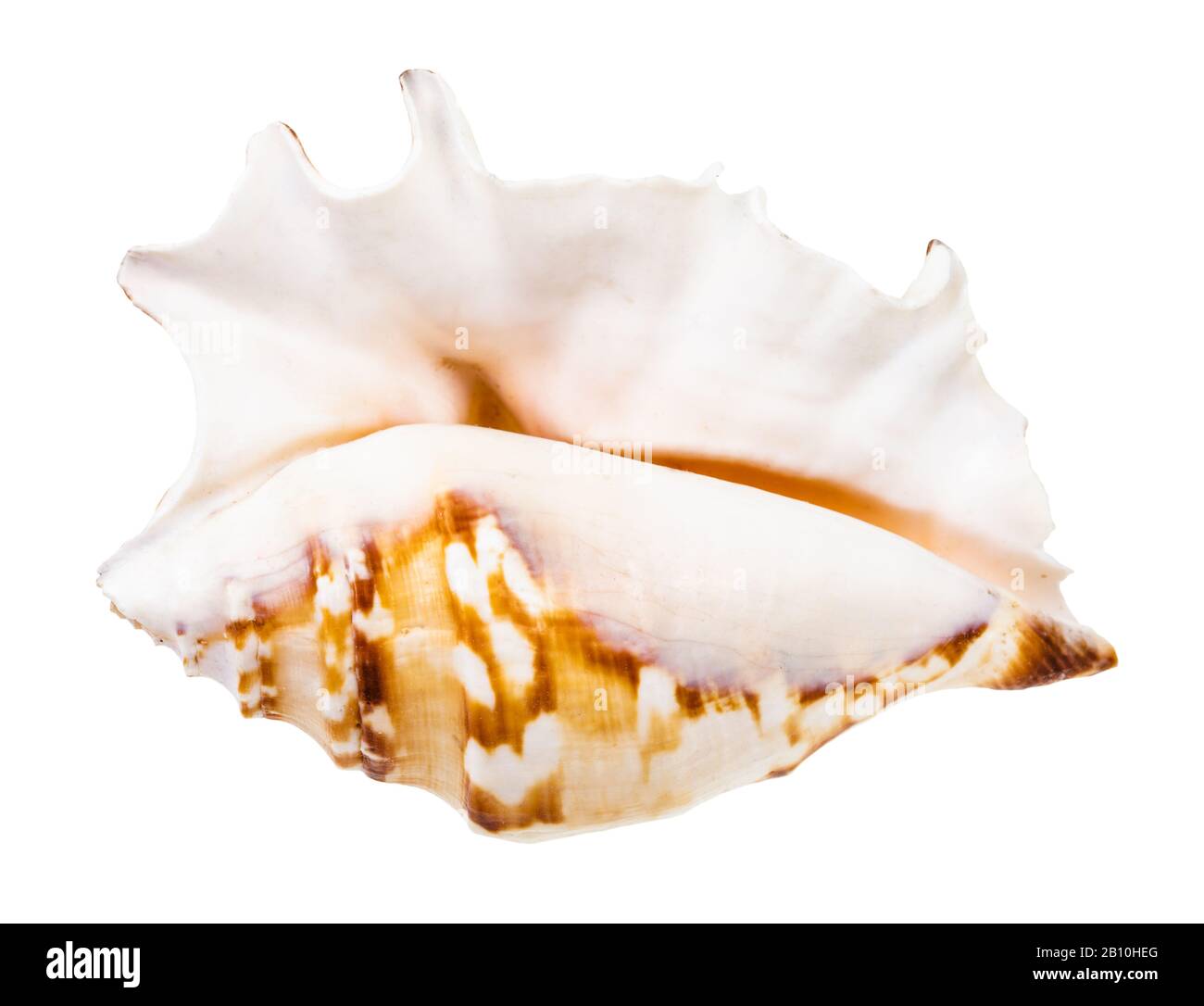 empty seashell of sea snail isolated on white background Stock Photo ...