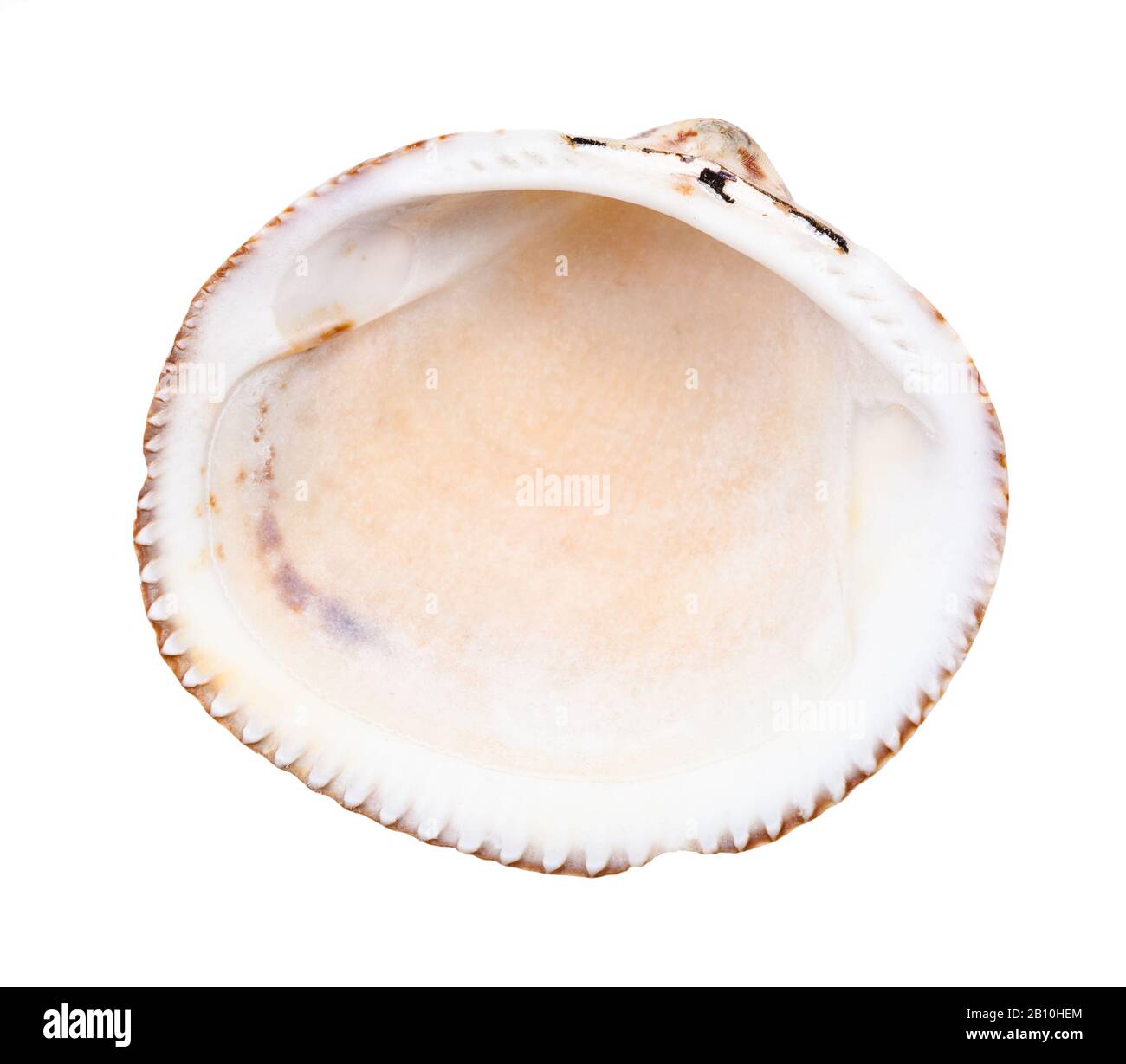 empty old shell of cockle isolated on white background Stock Photo - Alamy