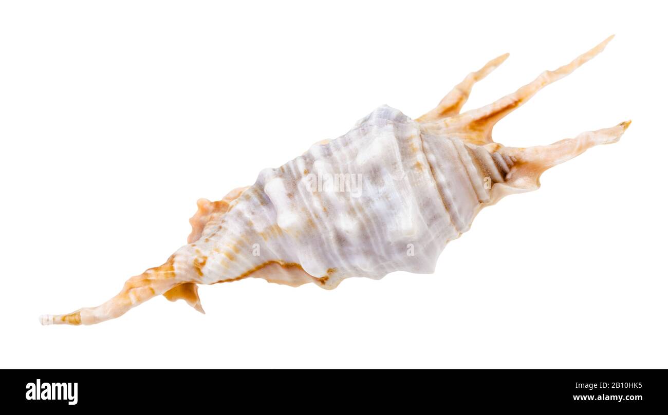 blue conch of murex snail isolated on white background Stock Photo - Alamy