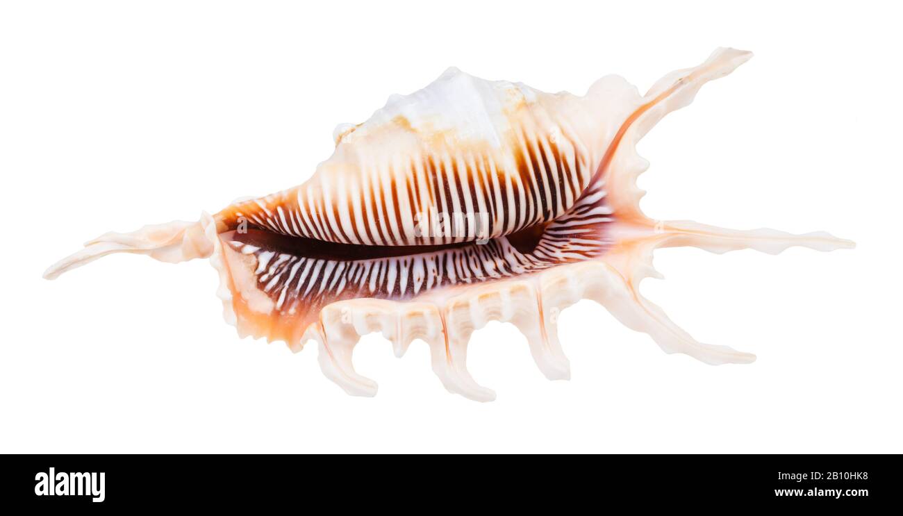empty shell of murex snail isolated on white background Stock Photo - Alamy