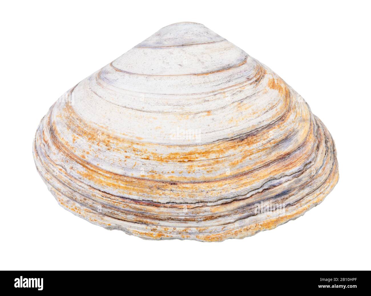 old shabby shell of clam isolated on white background Stock Photo - Alamy