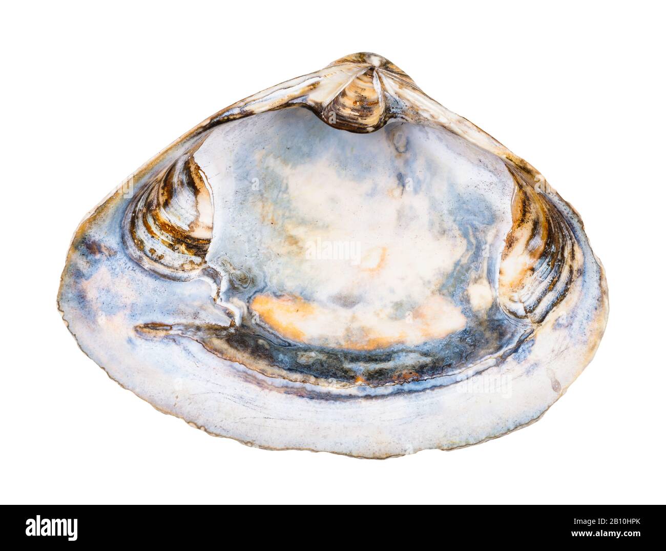 empty old seashell of clam isolated on white background Stock Photo - Alamy