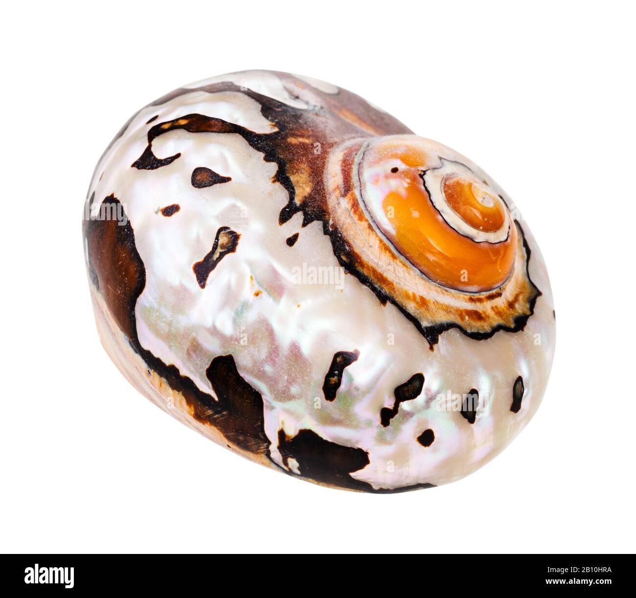 shell of nautilus mollusk isolated on white background Stock Photo - Alamy