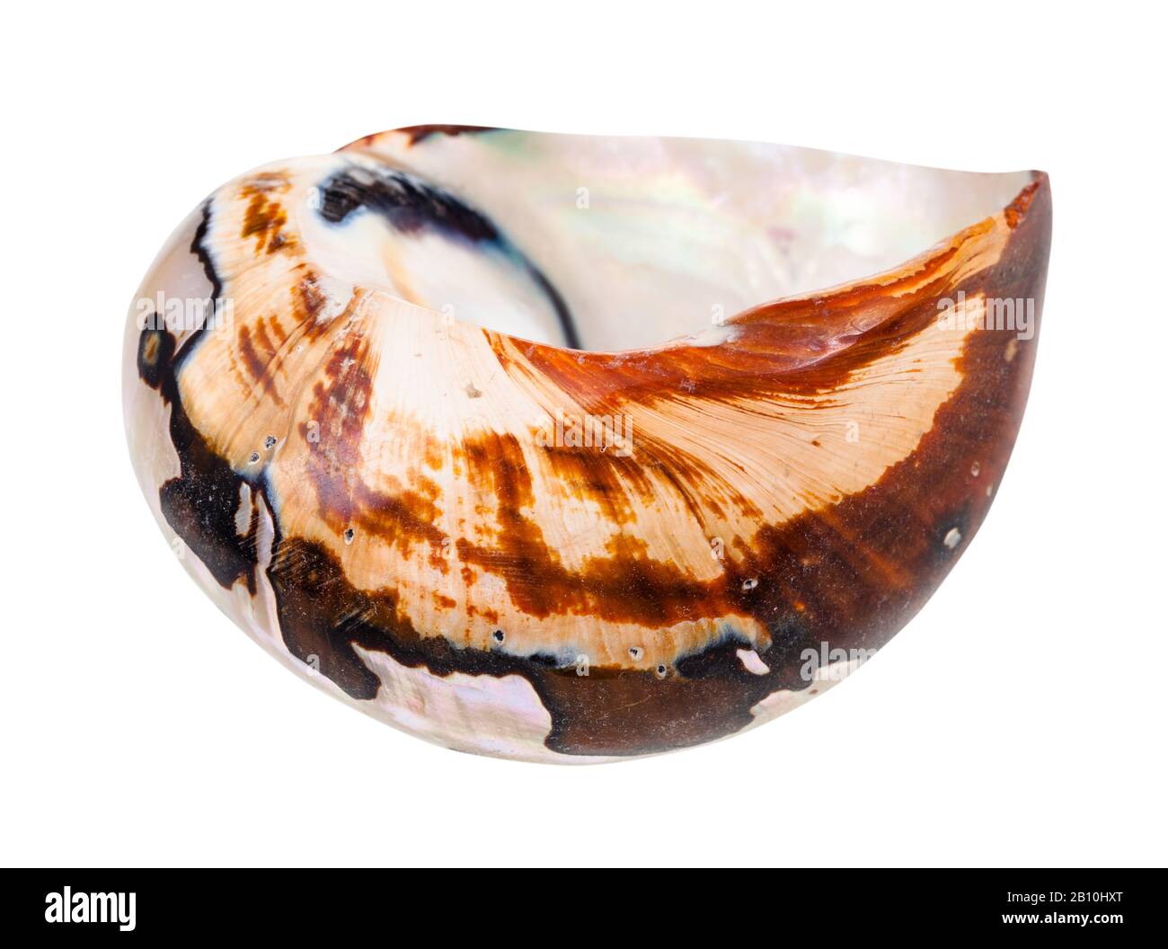 empty shell of nautilus mollusc isolated on white background Stock ...