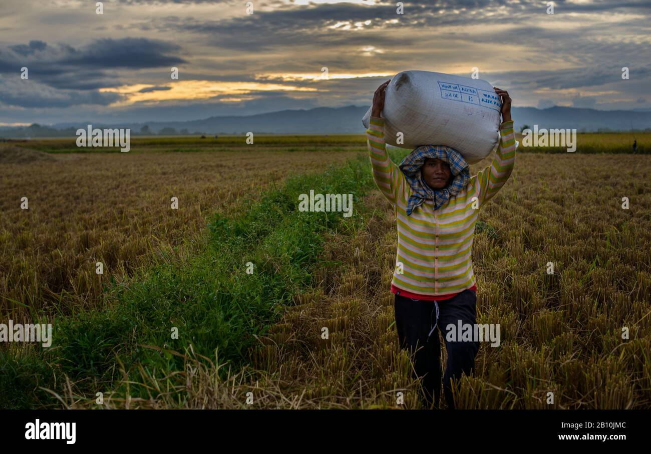Rice collector, Lake Toba region, Sumatra, Indonesia Stock Photo - Alamy