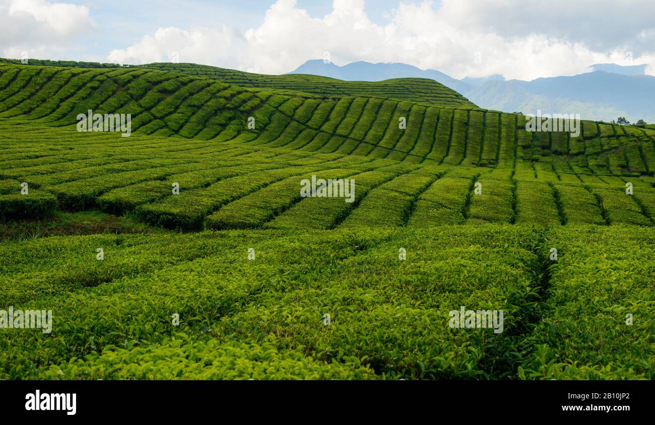 Tea plantations in Sumatra, Indonesia Stock Photo - Alamy