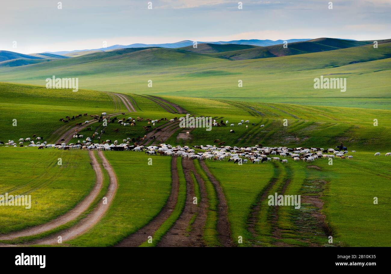 Mongolia steppe sheep hi-res stock photography and images - Alamy