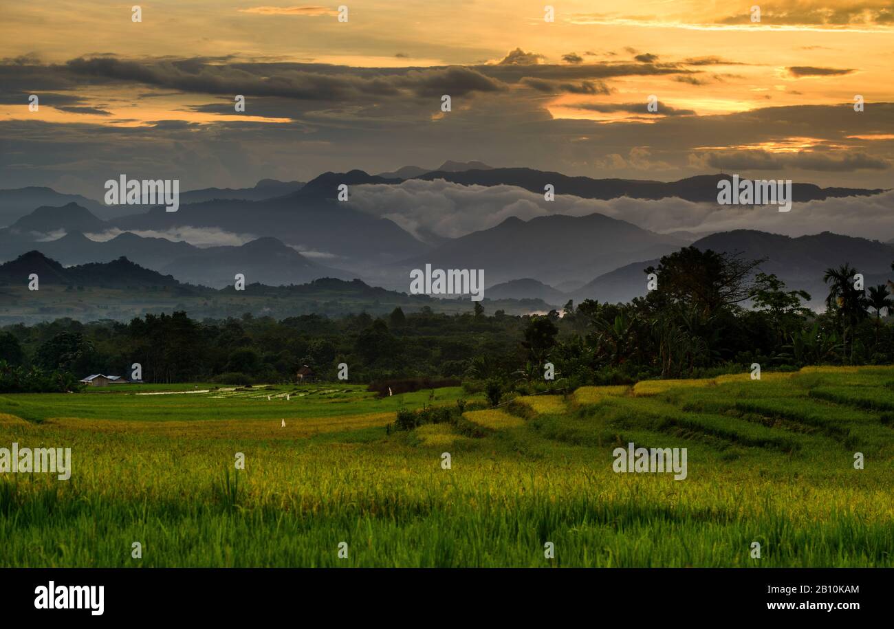 Terrace rice cultivation sunset hi-res stock photography and images - Alamy