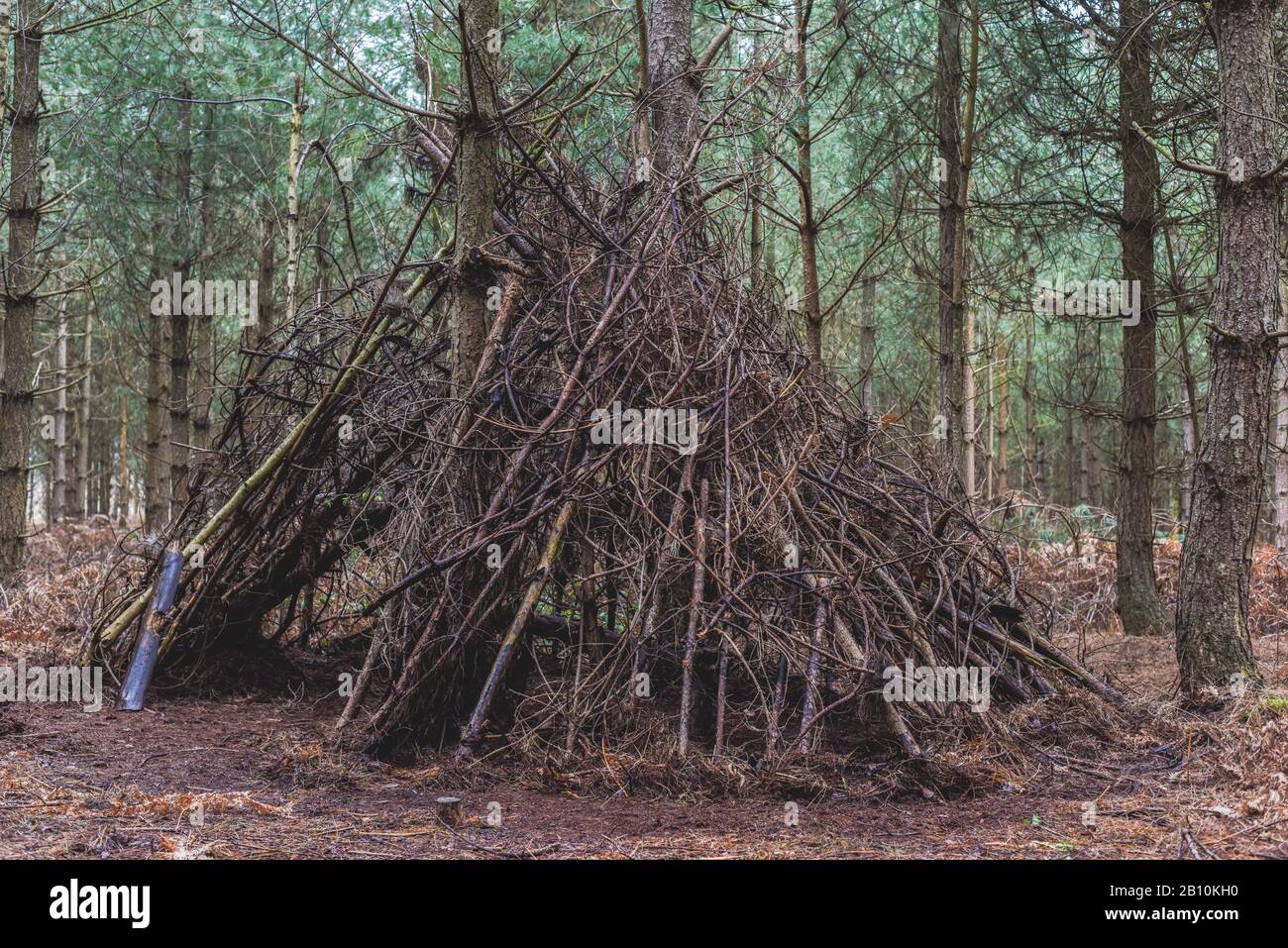 Stick shelter in the forest a wigwam style hut or den made by kids ...