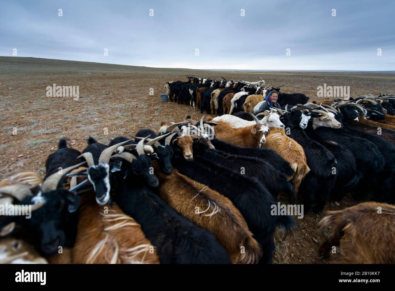 Mongolian farm hi-res stock photography and images - Alamy