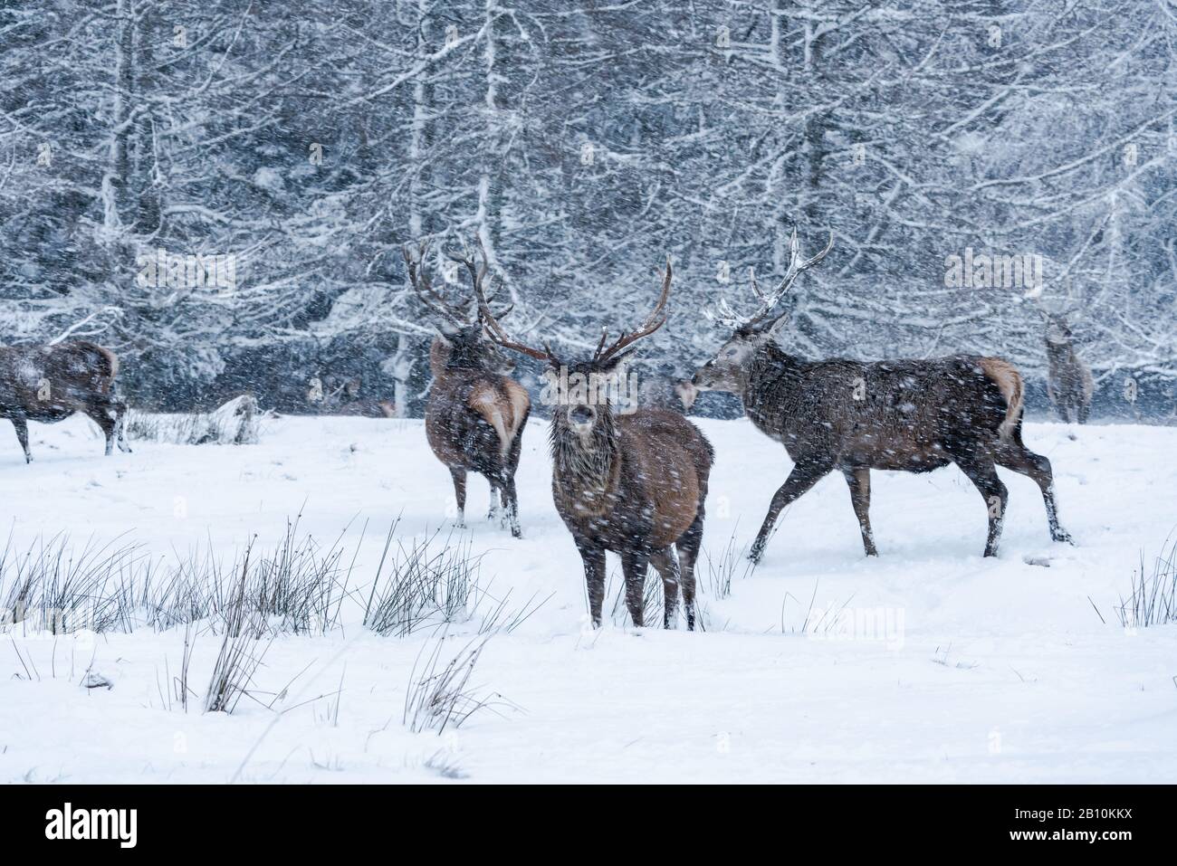 Scottish red deer (Cervus elaphus) in snowy winter forest in blizzard ...