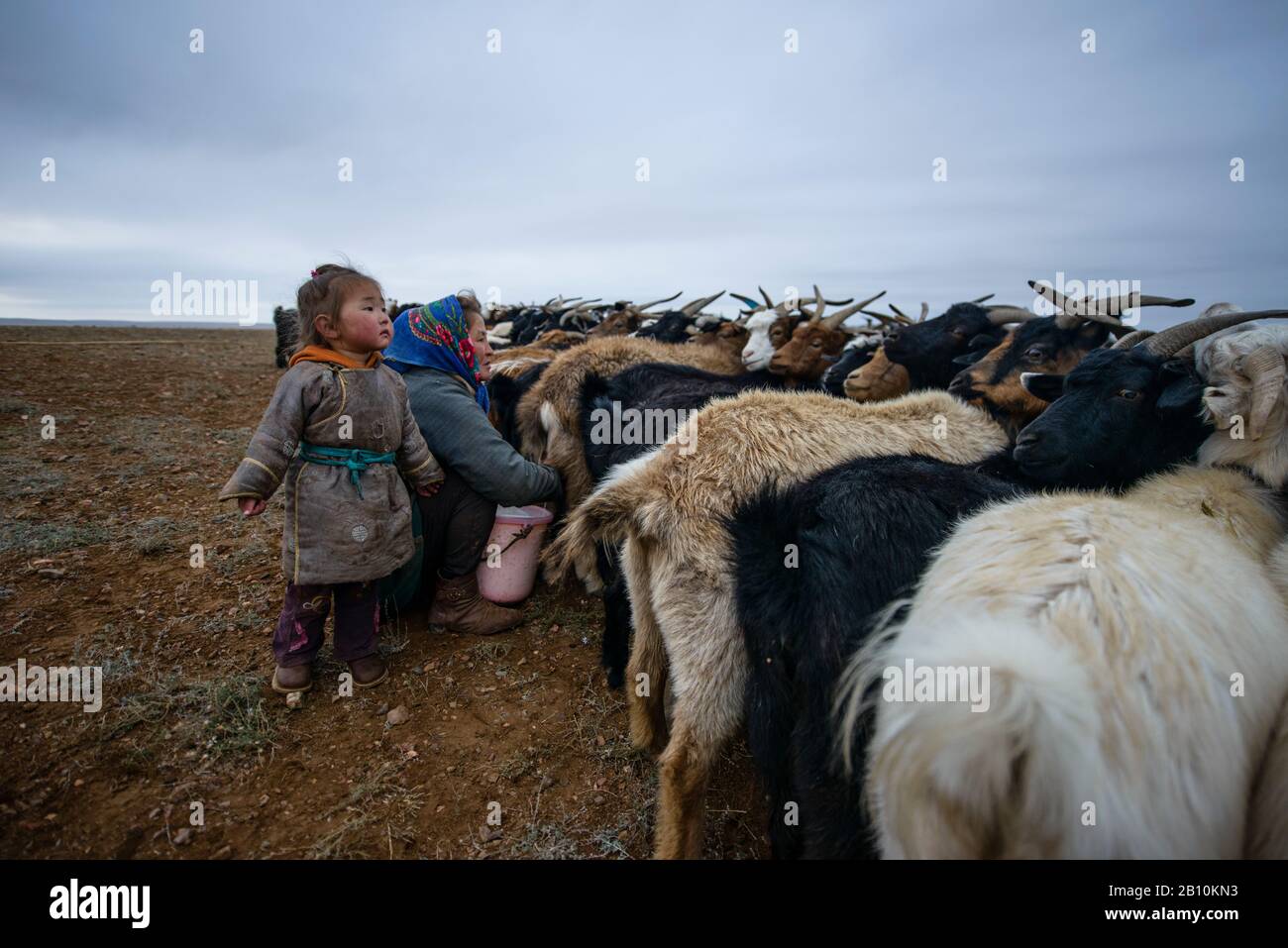 Mongolian nomads milking goats in the Gobi Desert, Mongolia Stock Photo ...