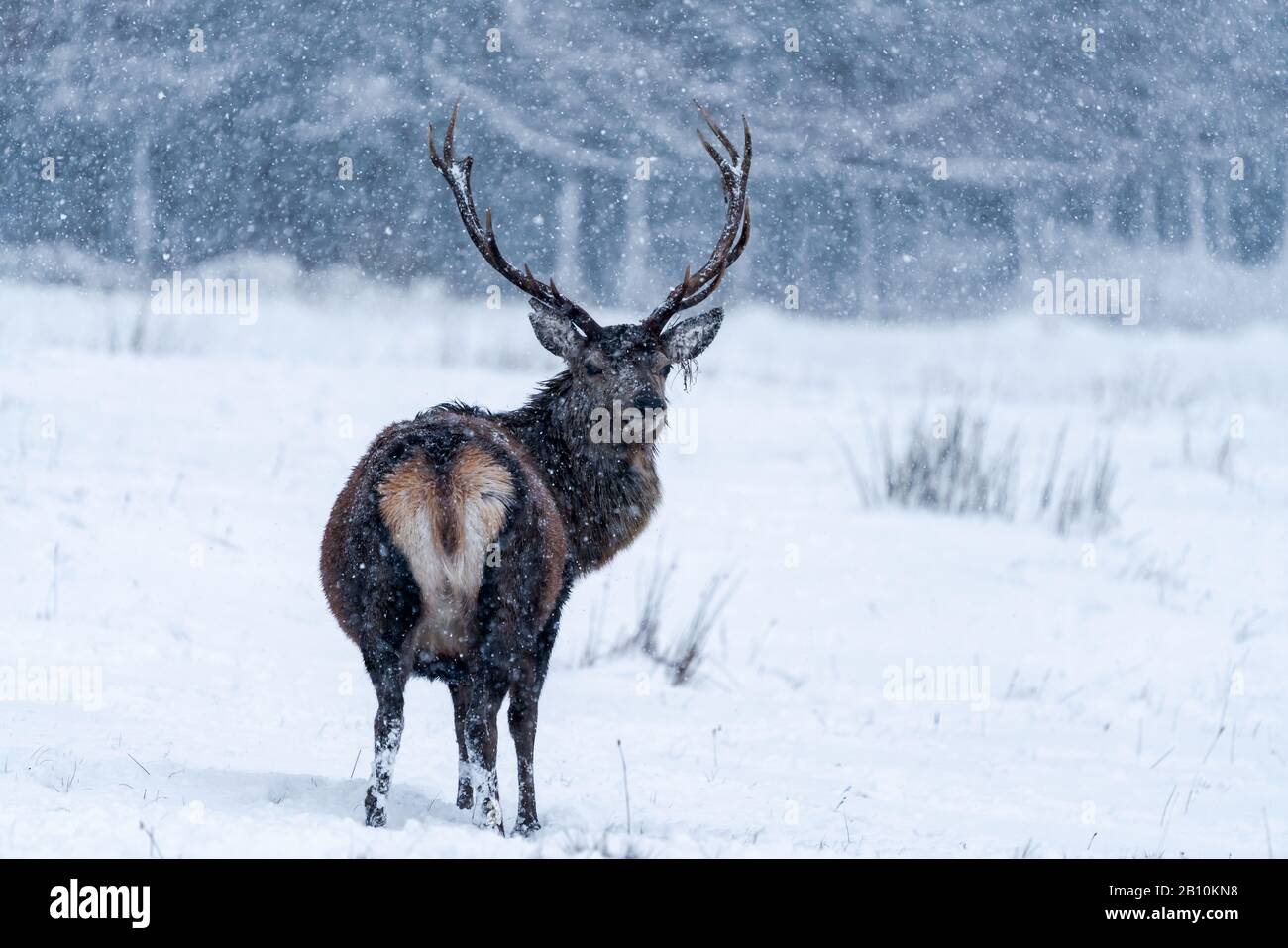 Scottish red deer (Cervus elaphus) in snowy winter forest in blizzard ...