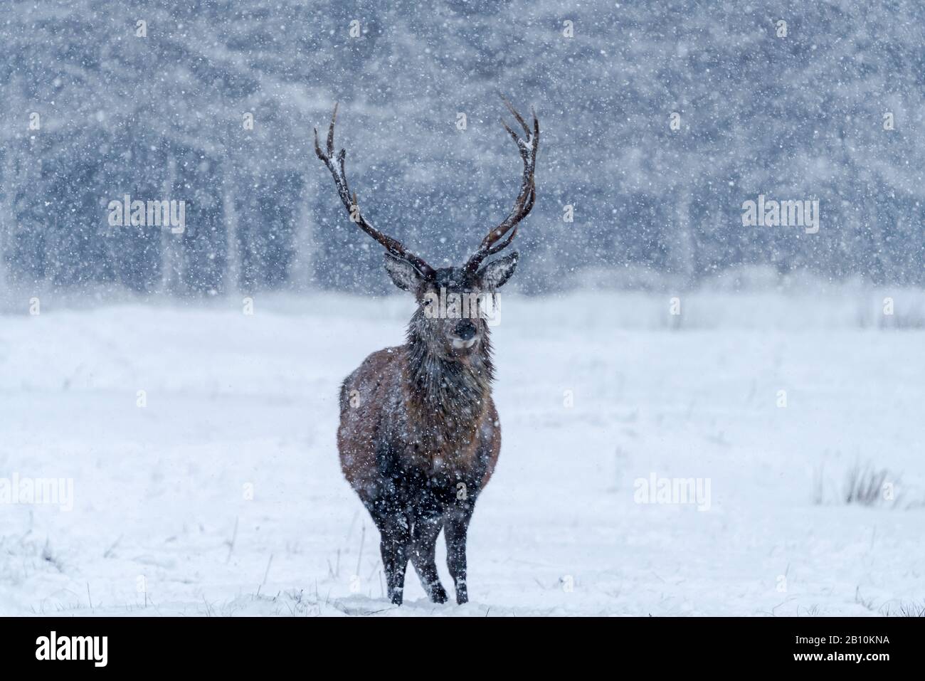 Scottish red deer (Cervus elaphus) in snowy winter forest in blizzard ...
