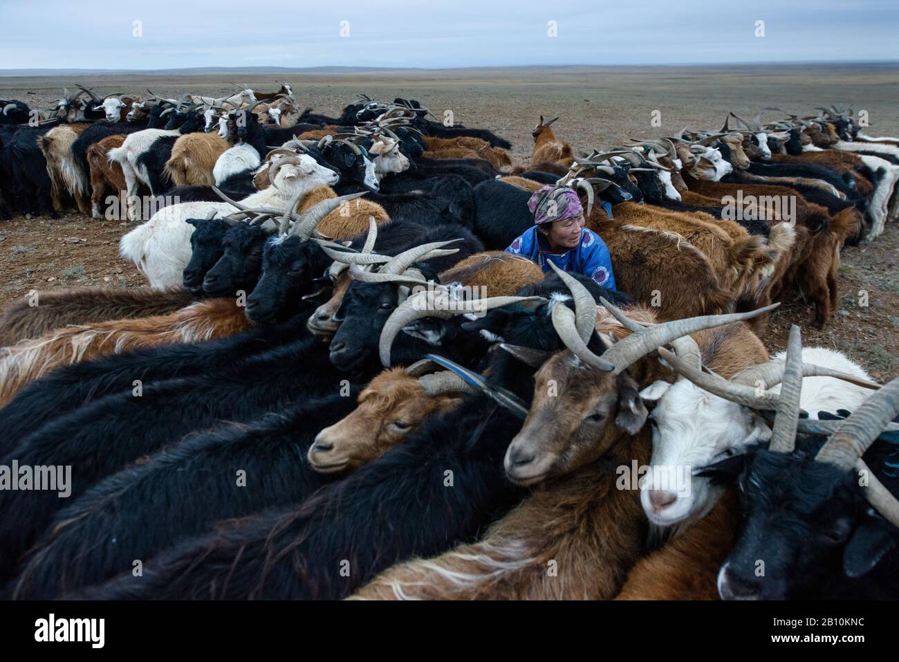 Mongolian nomads milking goats in the Gobi Desert, Mongolia Stock Photo ...