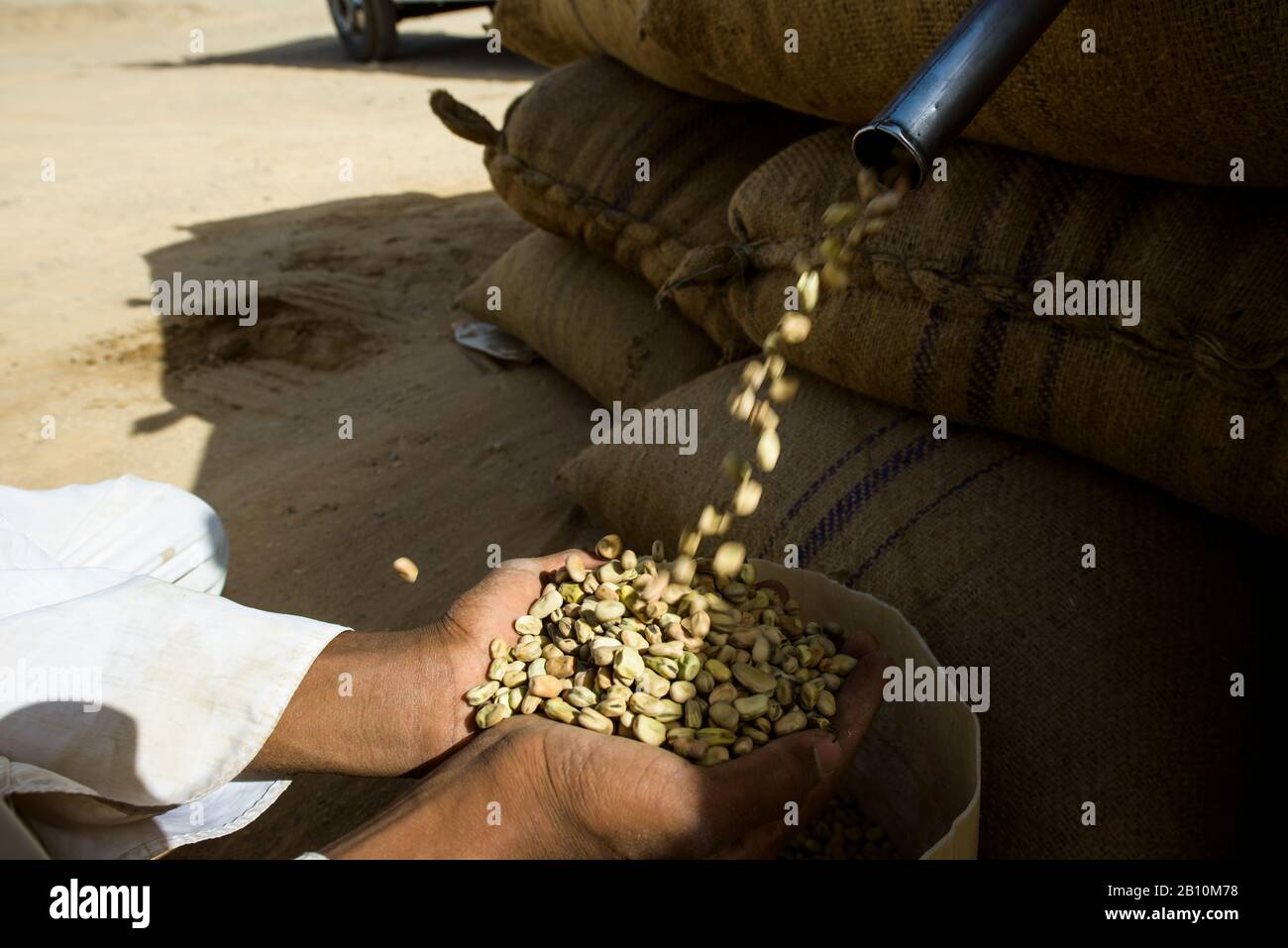 Field beans hi-res stock photography and images - Alamy