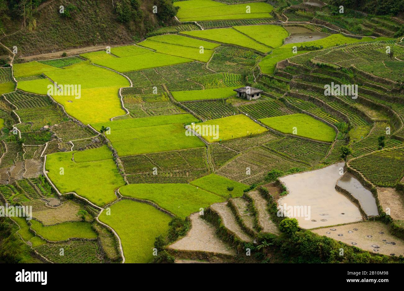 Rice terraces in the Cordilleras, Kalinga, north of Luzon, Philippines ...