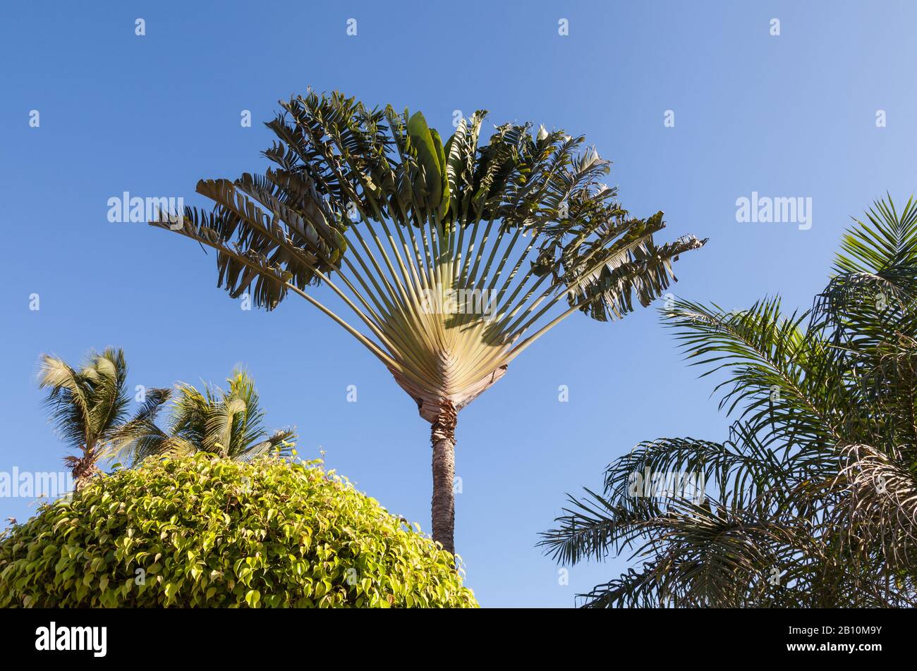 Palm tree elegant hi-res stock photography and images - Alamy