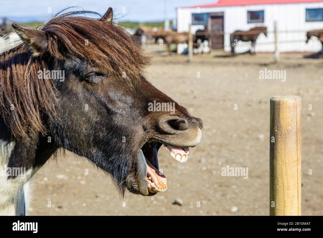 Crying Icelandic horse, Eldborgwater, Iceland Stock Photo - Alamy