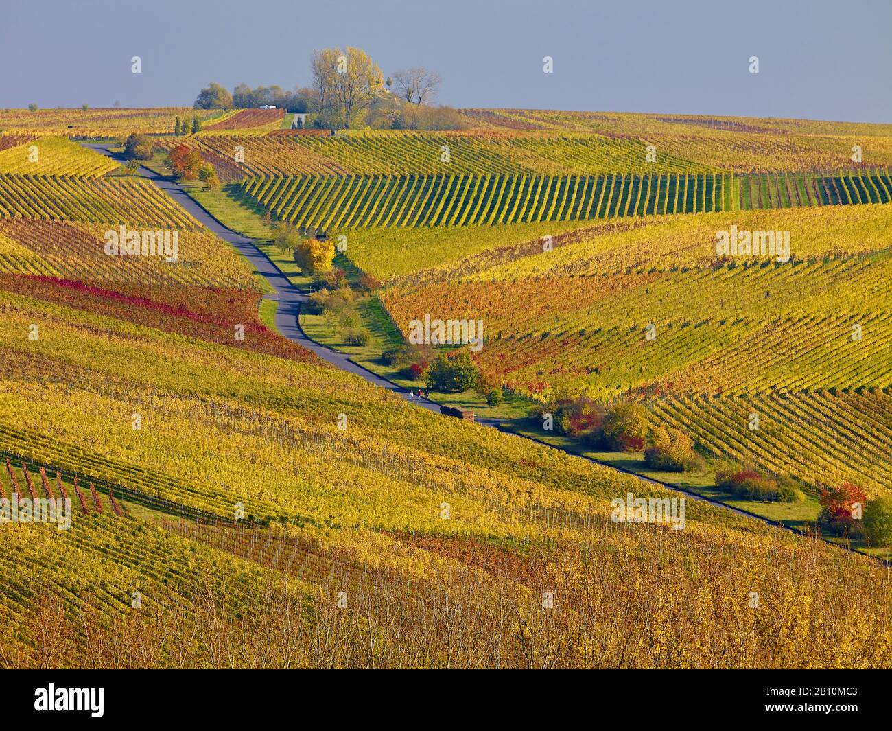 Vineyard on the main loop near nordheim hi-res stock photography and ...