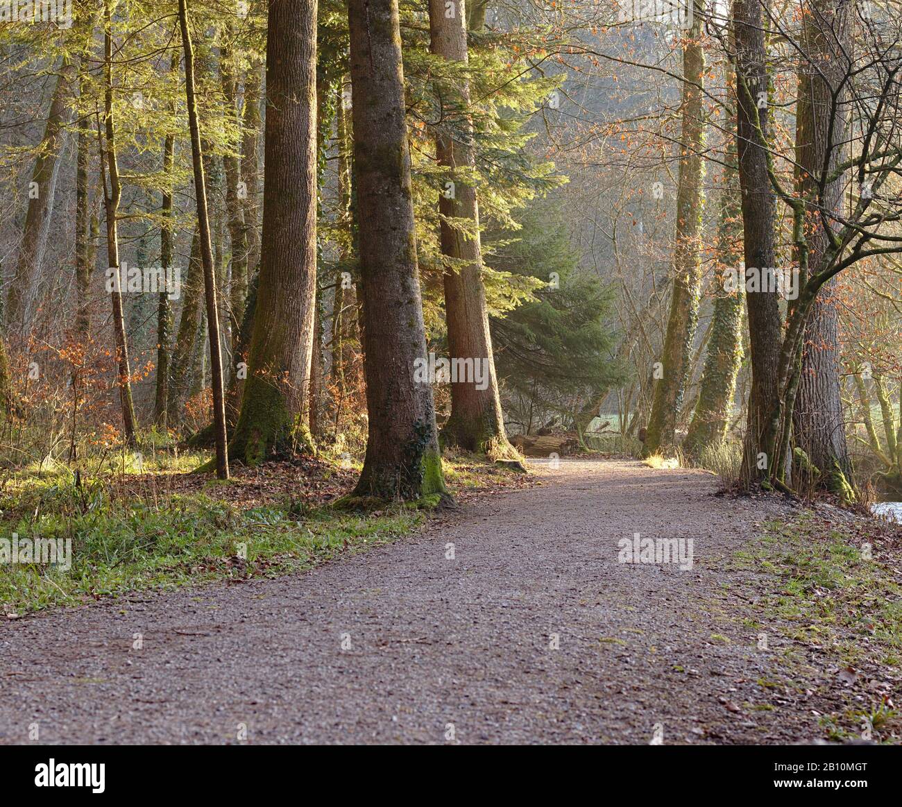 Light hitting tree hi-res stock photography and images - Alamy