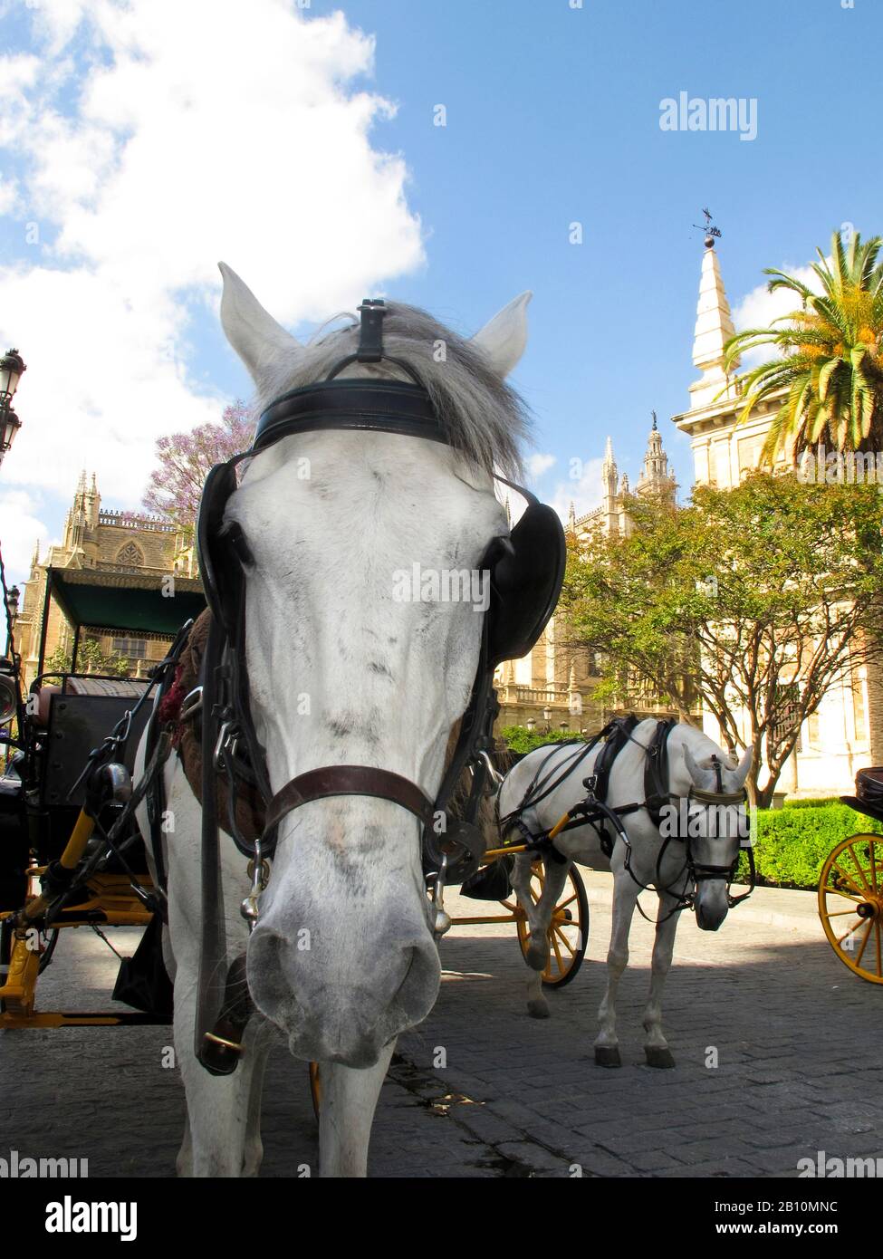 Vertical wide angle horse carriage hi-res stock photography and images ...