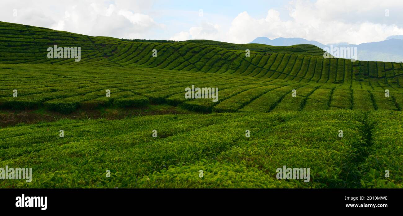 Tea plantations in Sumatra, Indonesia Stock Photo - Alamy