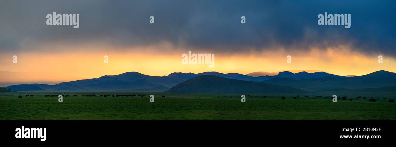 Mongolian goats hi-res stock photography and images - Alamy