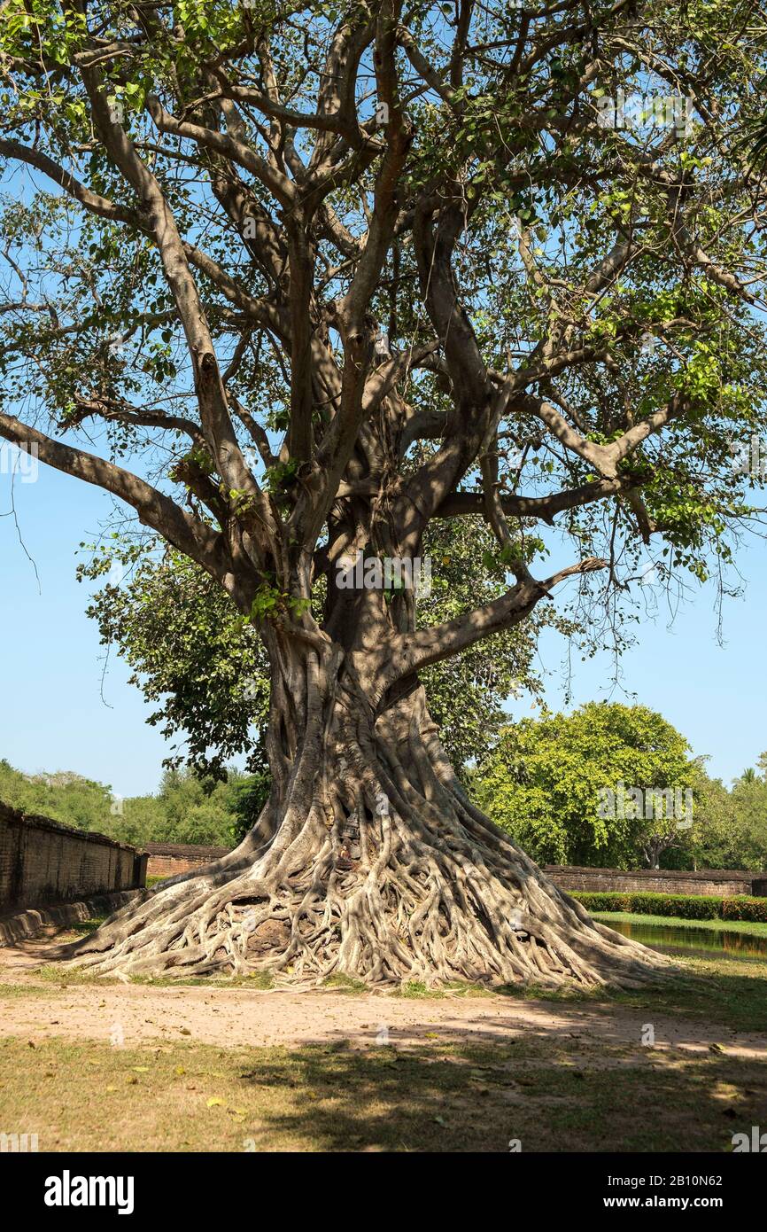 Tree in Sukhothai History Park, UNESCO World Heritage Site, Thailand ...