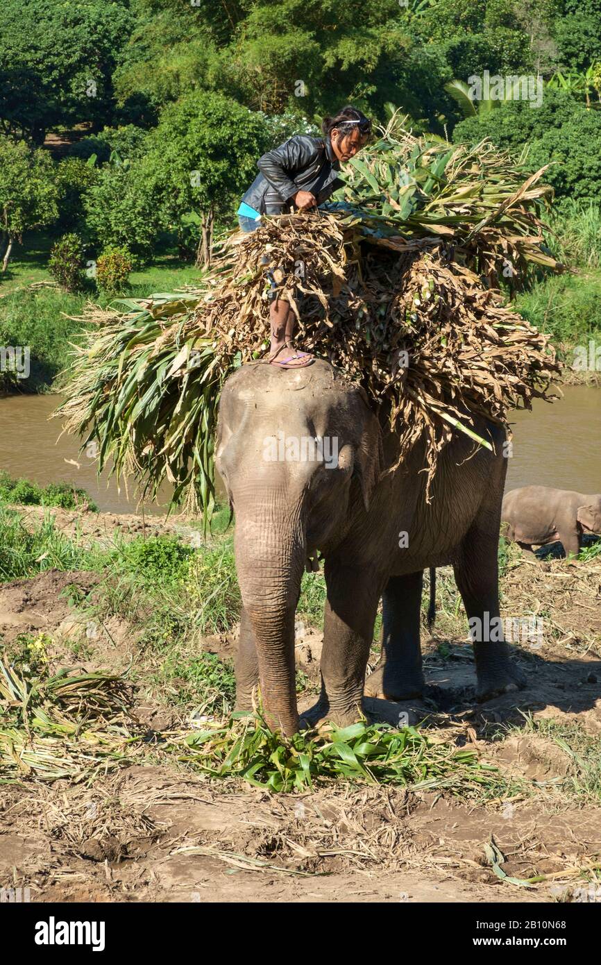 Elephant leaders hi-res stock photography and images - Alamy