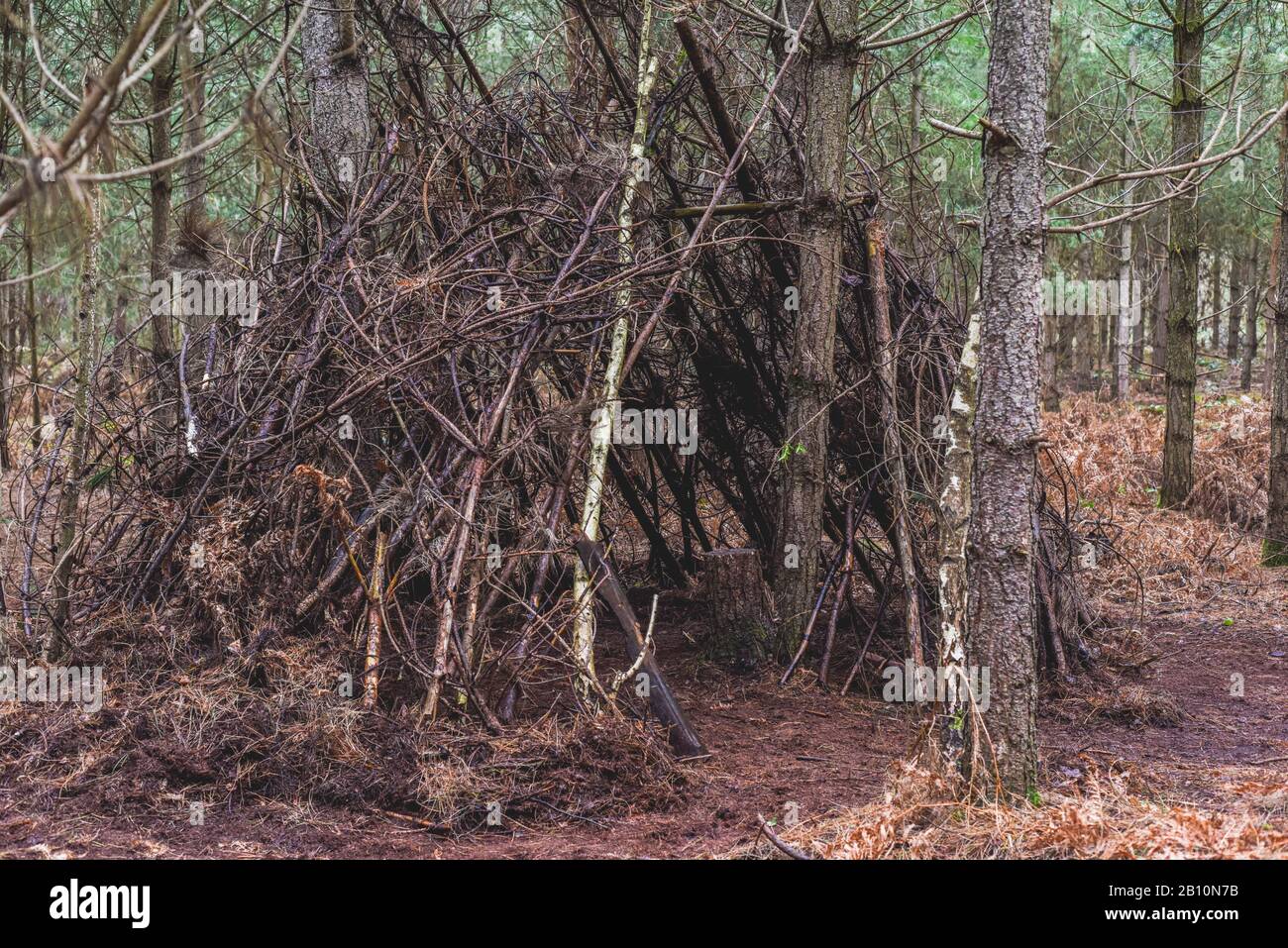 Stick shelter in the forest a wigwam style hut or den made by kids ...