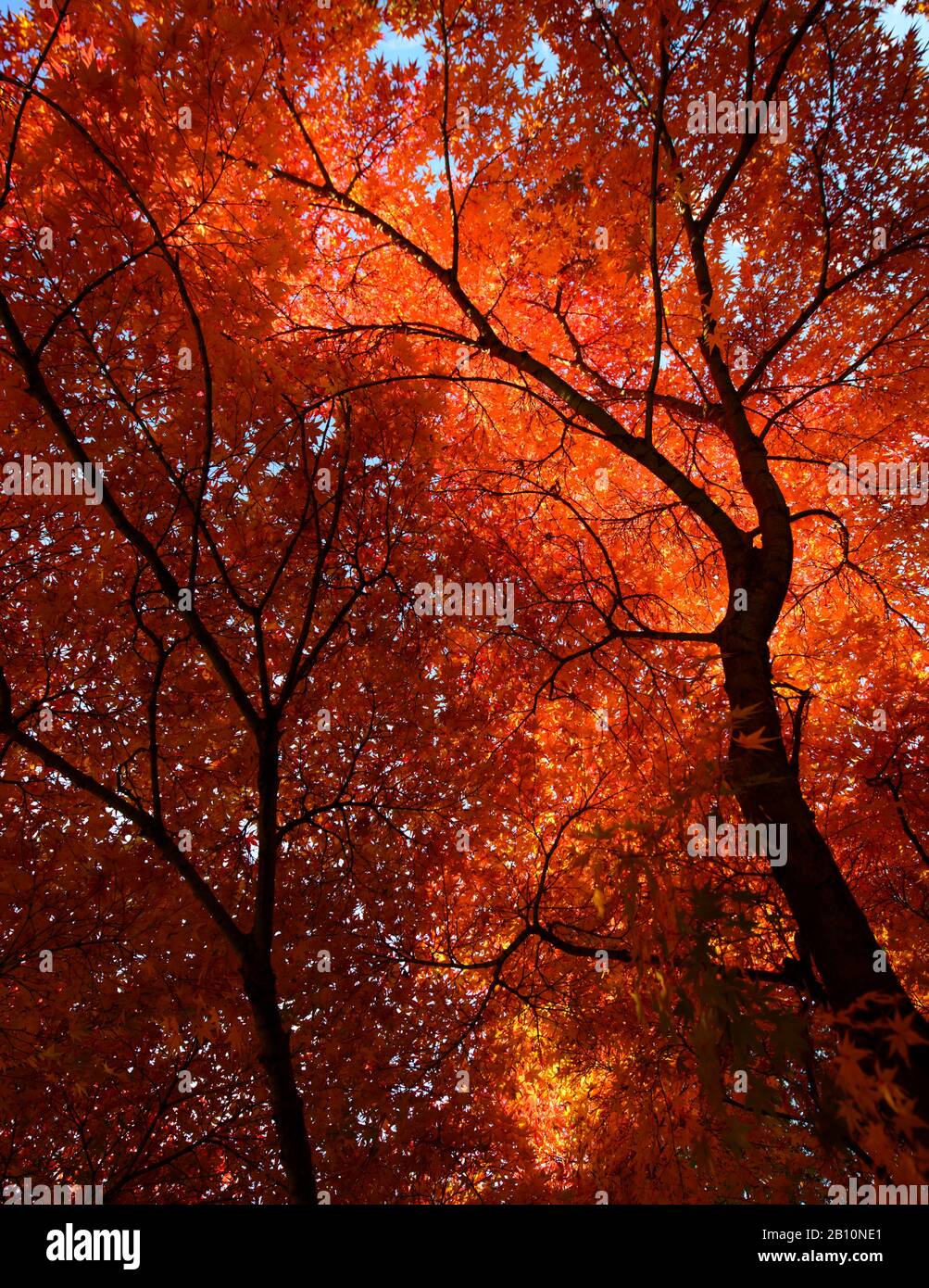 tree, Kyoto in autumn, Japan Stock Photo - Alamy