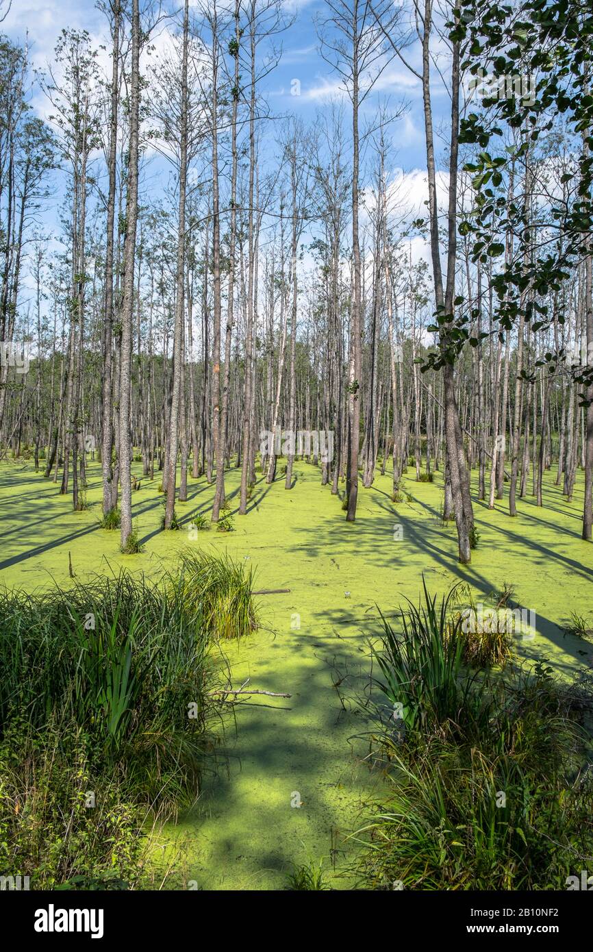 Swamp, Mazury, Poland, Europe Stock Photo - Alamy