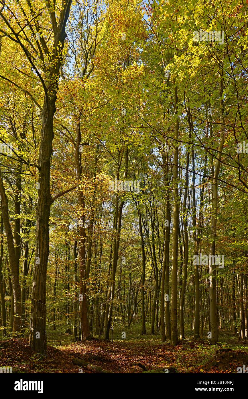 Autumn in the Hainich National Park, Thuringia, Germany Stock Photo - Alamy
