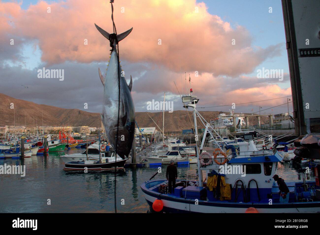 Pacific bluefin tuna fishing hi-res stock photography and images - Alamy