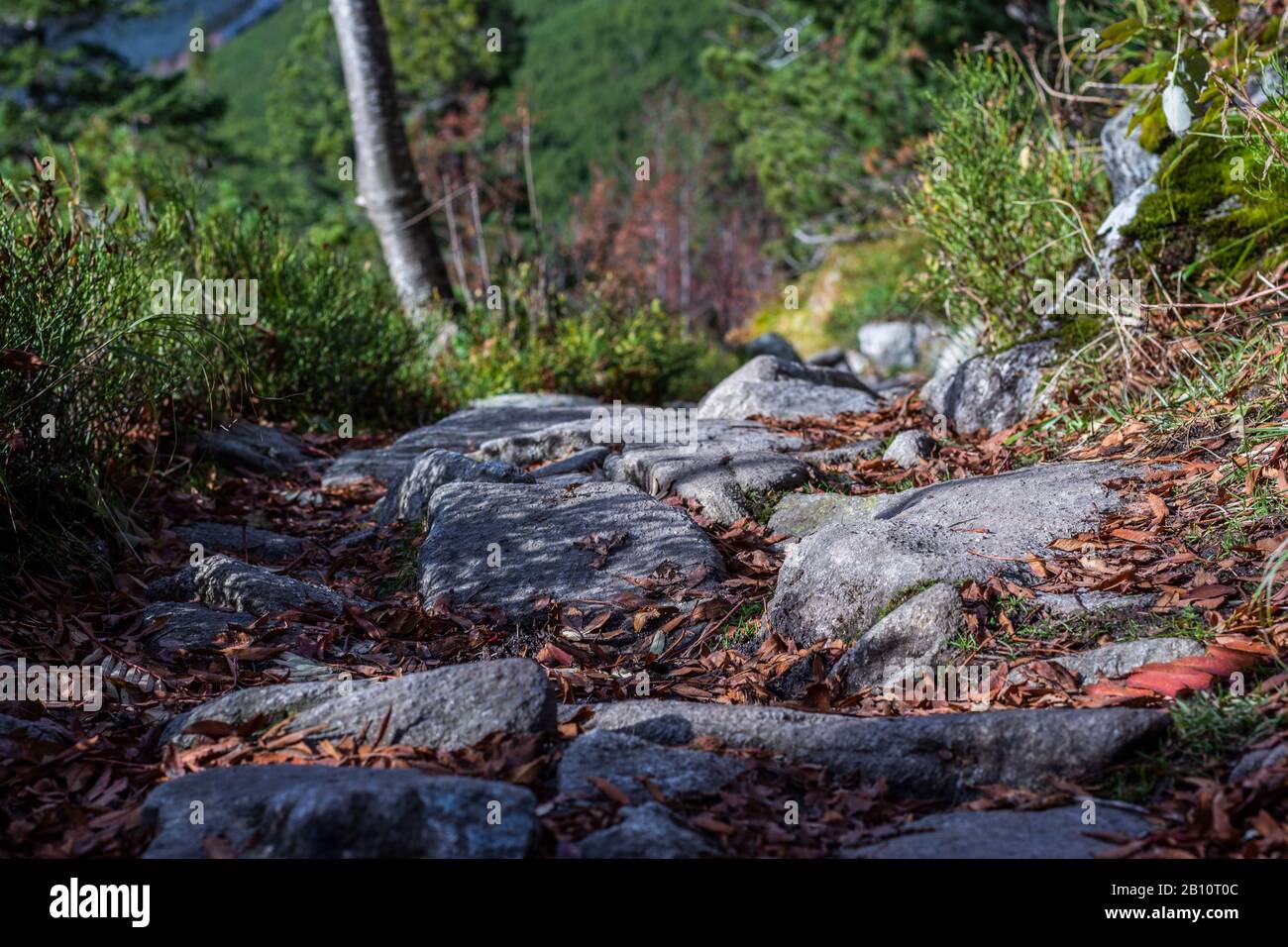 A pure autumn path Stock Photo - Alamy