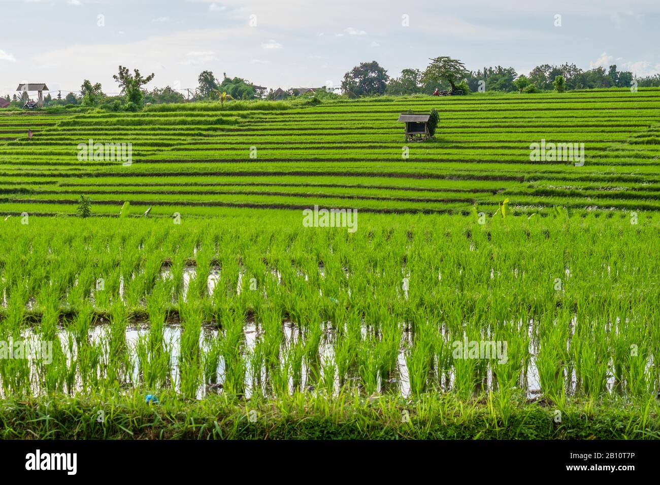 Rice field canggu hi-res stock photography and images - Alamy