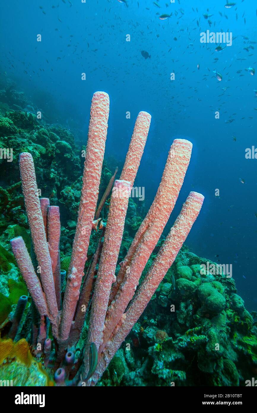 Caribbean coral reef with closeup of stove pipe sponge Stock Photo - Alamy