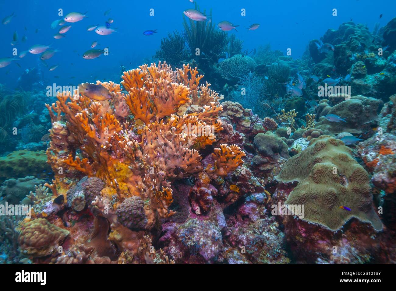 Caribbean coral reef with mound of fire corals Millepora alcicornis, or ...