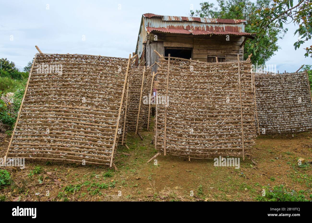 Silkworm farm, Bao Loc, Lam Dong Province, Vietnam, Asia Stock Photo ...