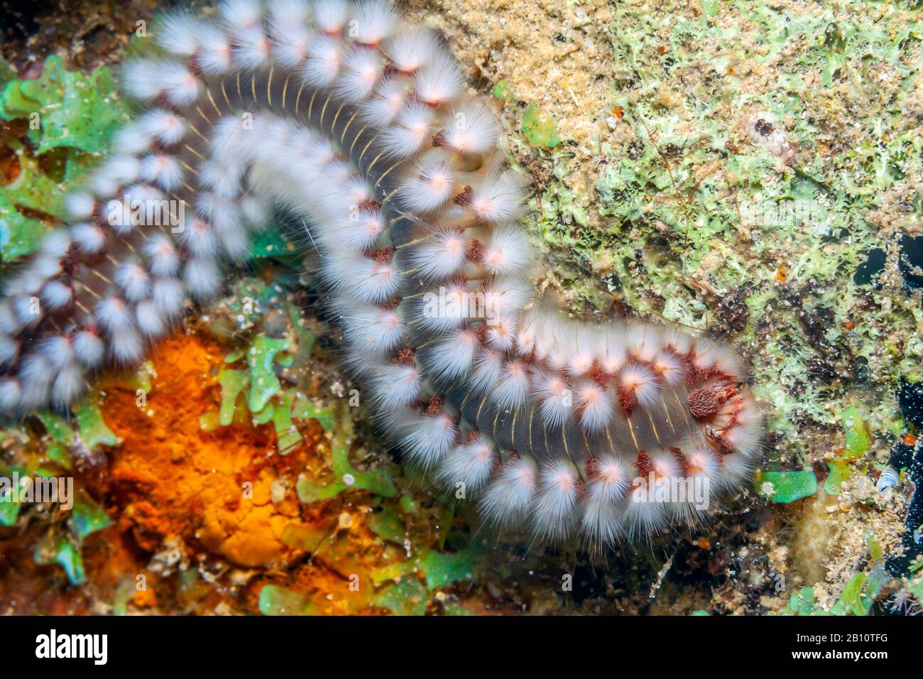 bearded fireworm,Hermodice carunculata, is a type of marine bristleworm ...