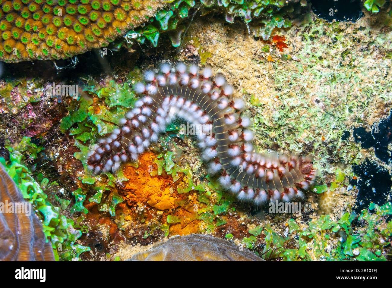 bearded fireworm,Hermodice carunculata, is a type of marine bristleworm ...